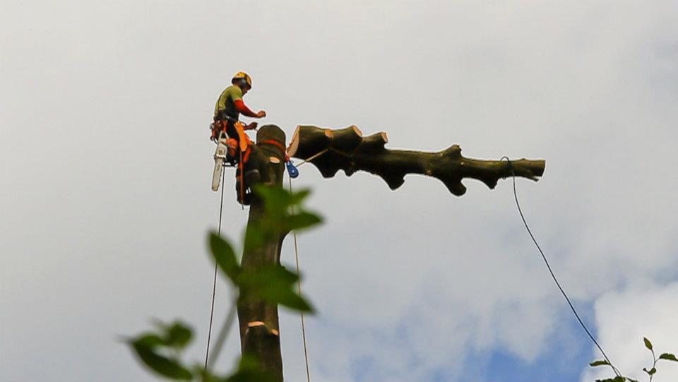 How To Become A Good Tree Surgeon? - Blog HubBlog Hub
