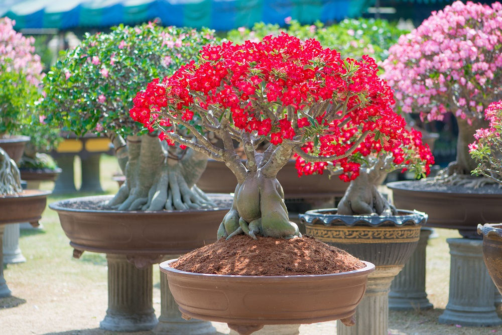 Japanese tokoname Bonsai Pots, the best pot for growing Bonsai Plants ...