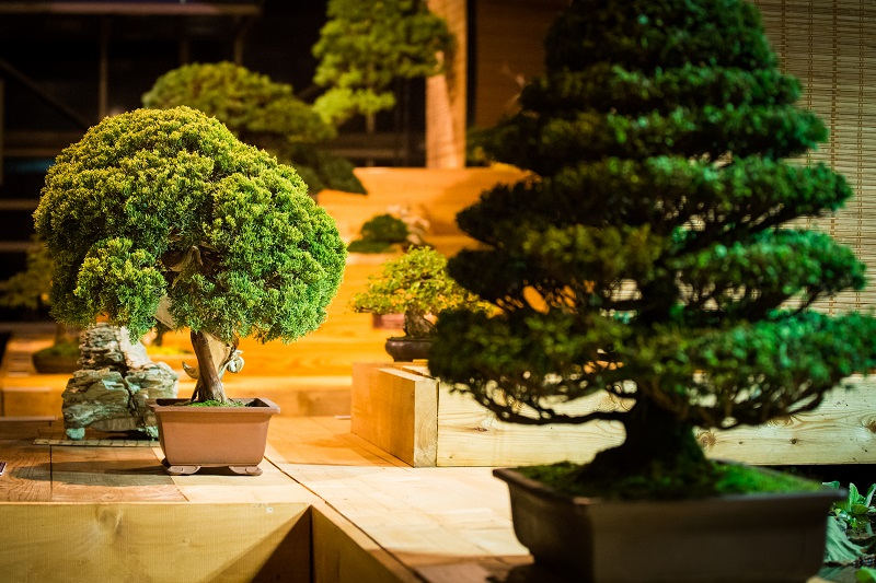 Japanese tokoname Bonsai Pots, the best pot for growing Bonsai Plants ...