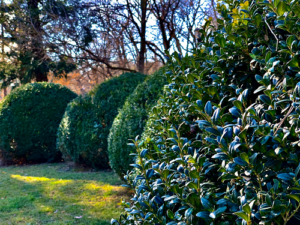 Exploring Creative Hedge Shapes for Your GardenBlog Hub